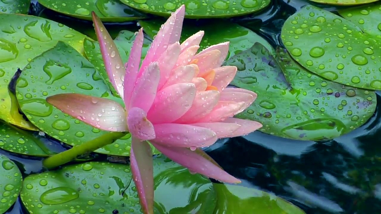 Lotus Flower - video Dailymotion