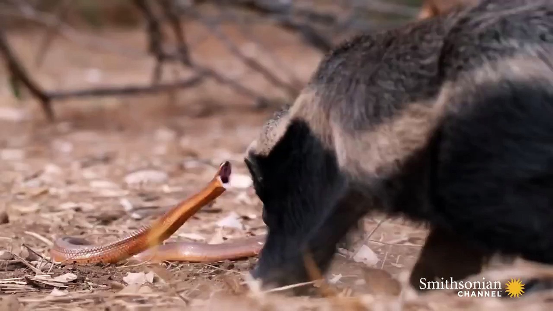 Honey Badger Vs Snake