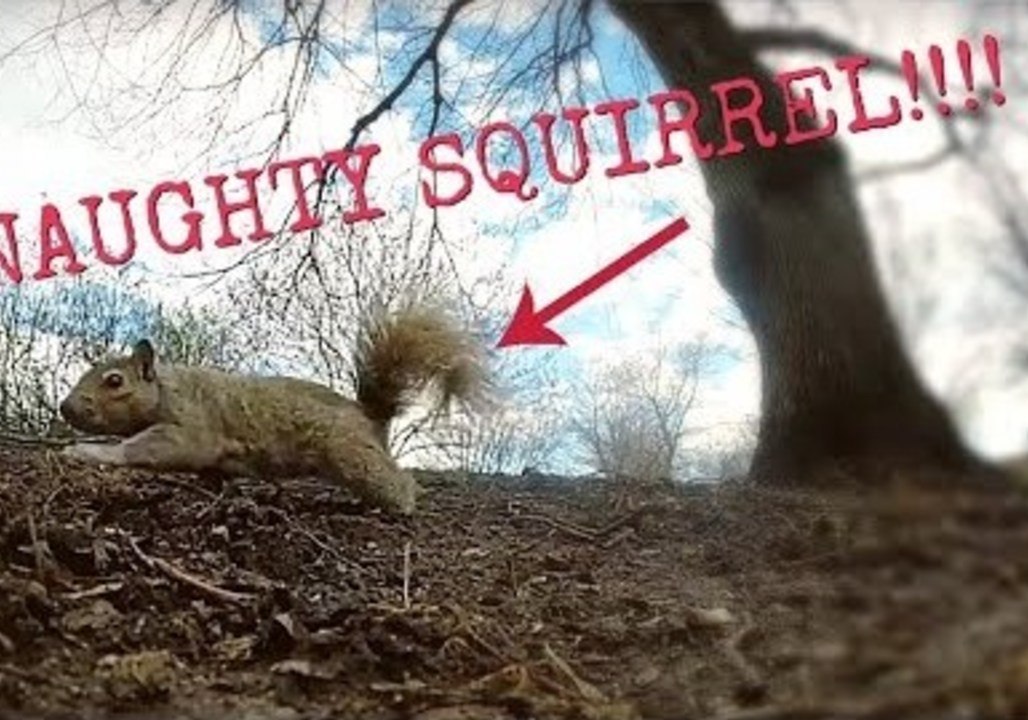 Naughty Squirrel Steals Man's GoPro - video Dailymotion