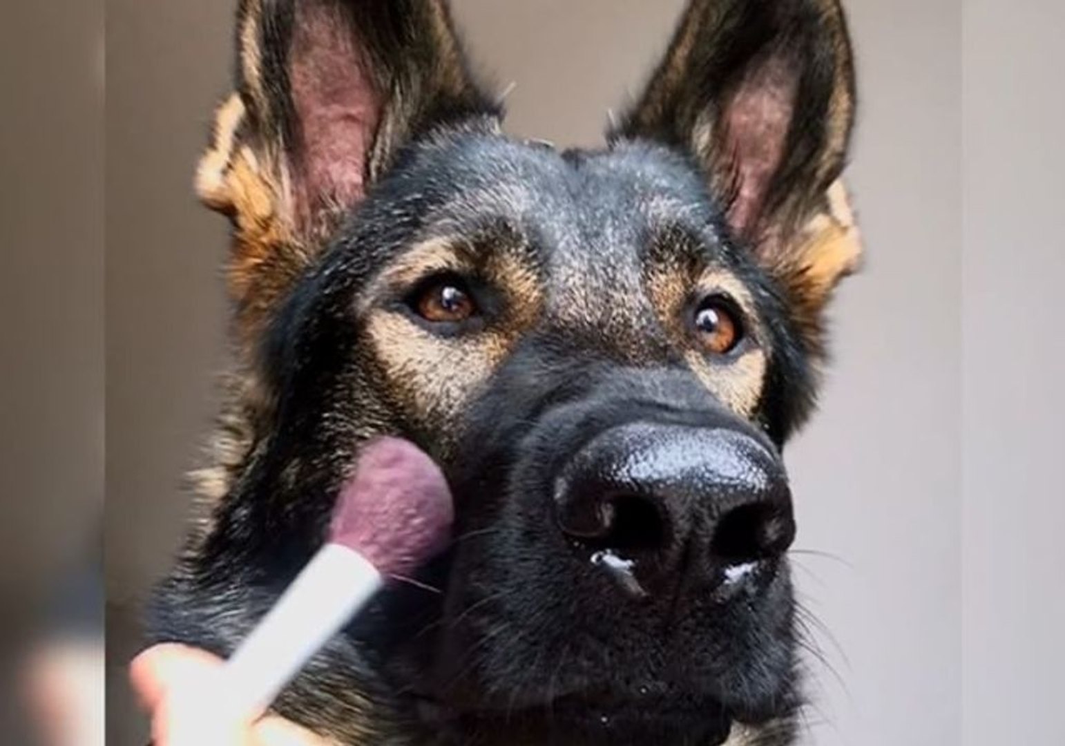 Are German Shepherds Crazy