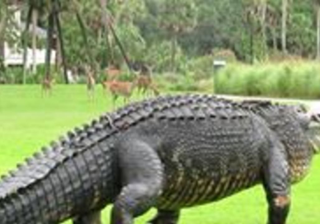 Alligator Strolls Across South Carolina Golf Course as Deer Keep Their ...