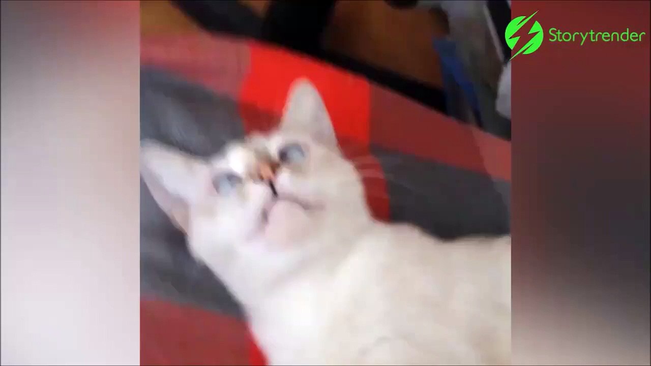 Ce chat louche et c'est adorable - Vidéo Dailymotion