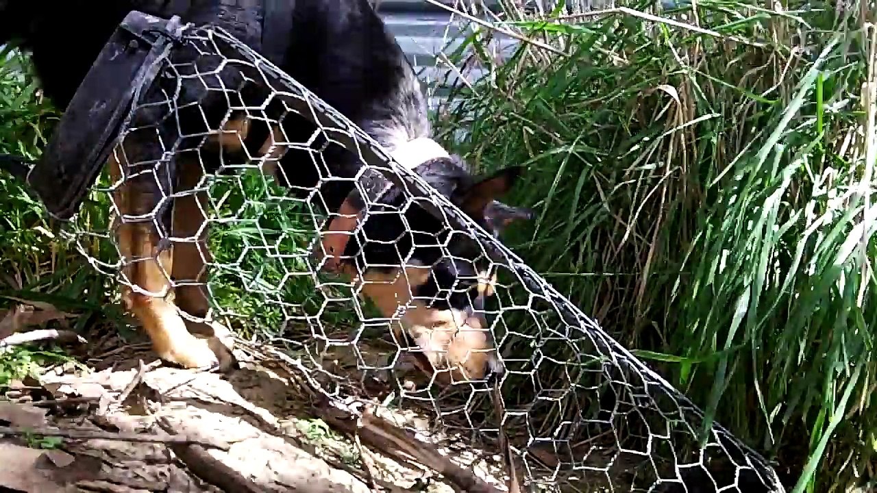 Ferreting Baby Rabbits! - video Dailymotion