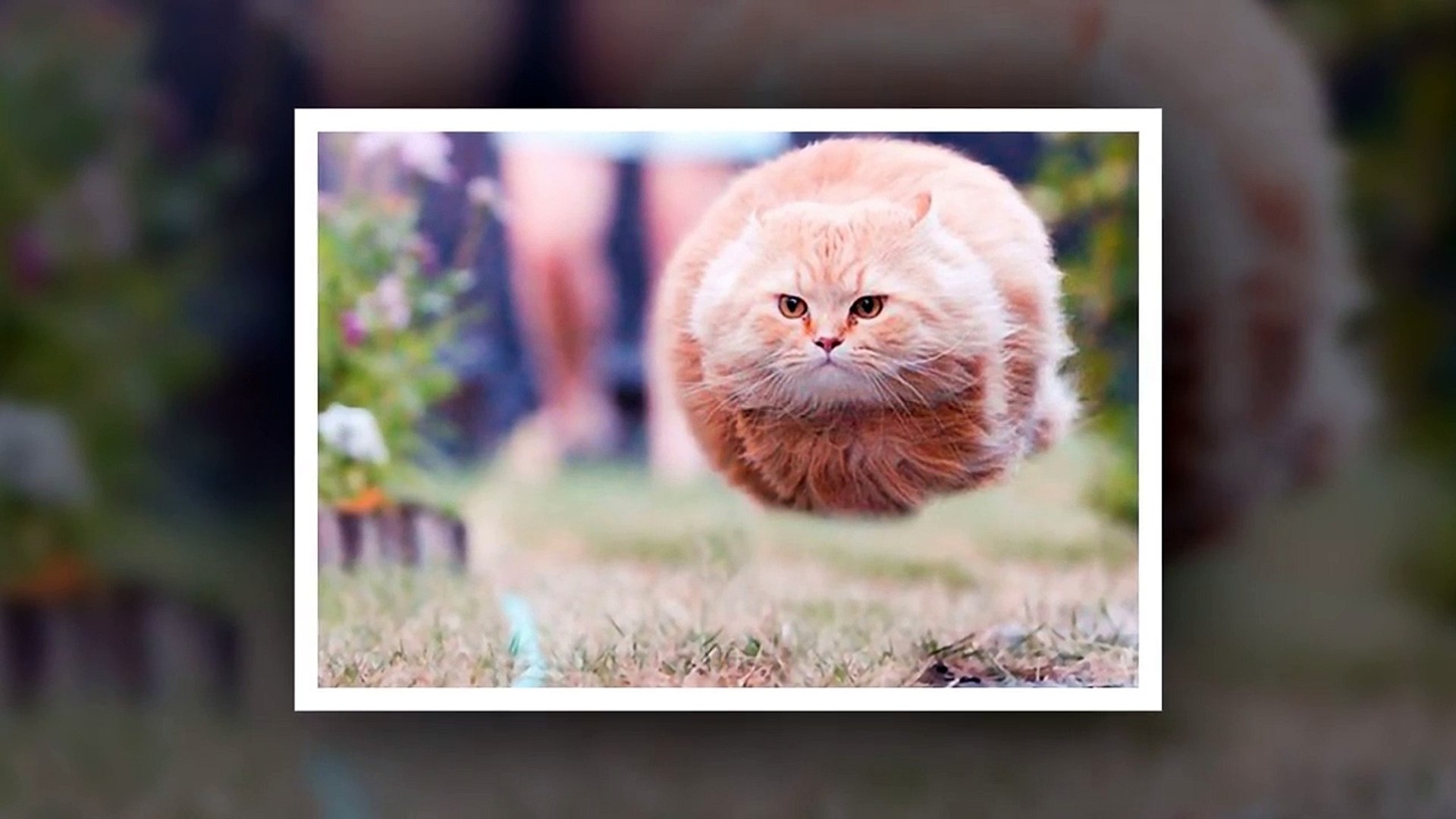 Perfectly Timed Cat Photos