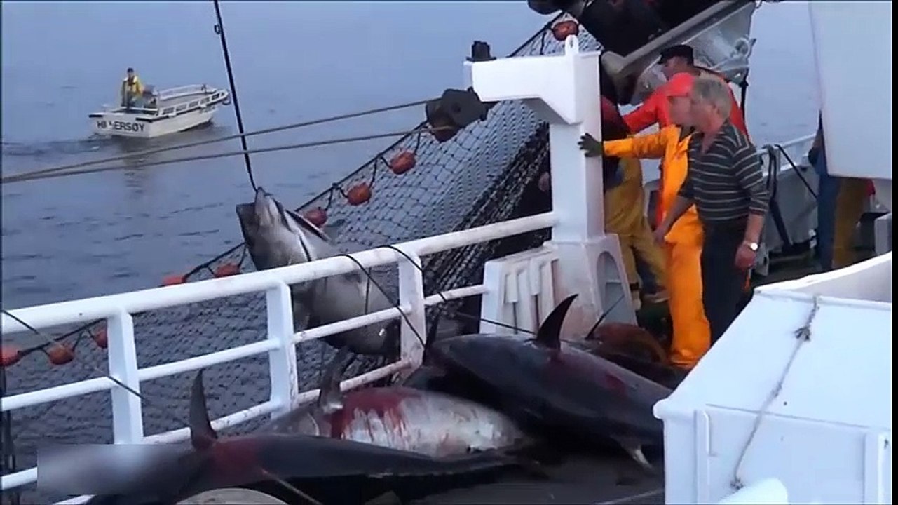 The biggest fish catch in the Perna Sea is there - video Dailymotion