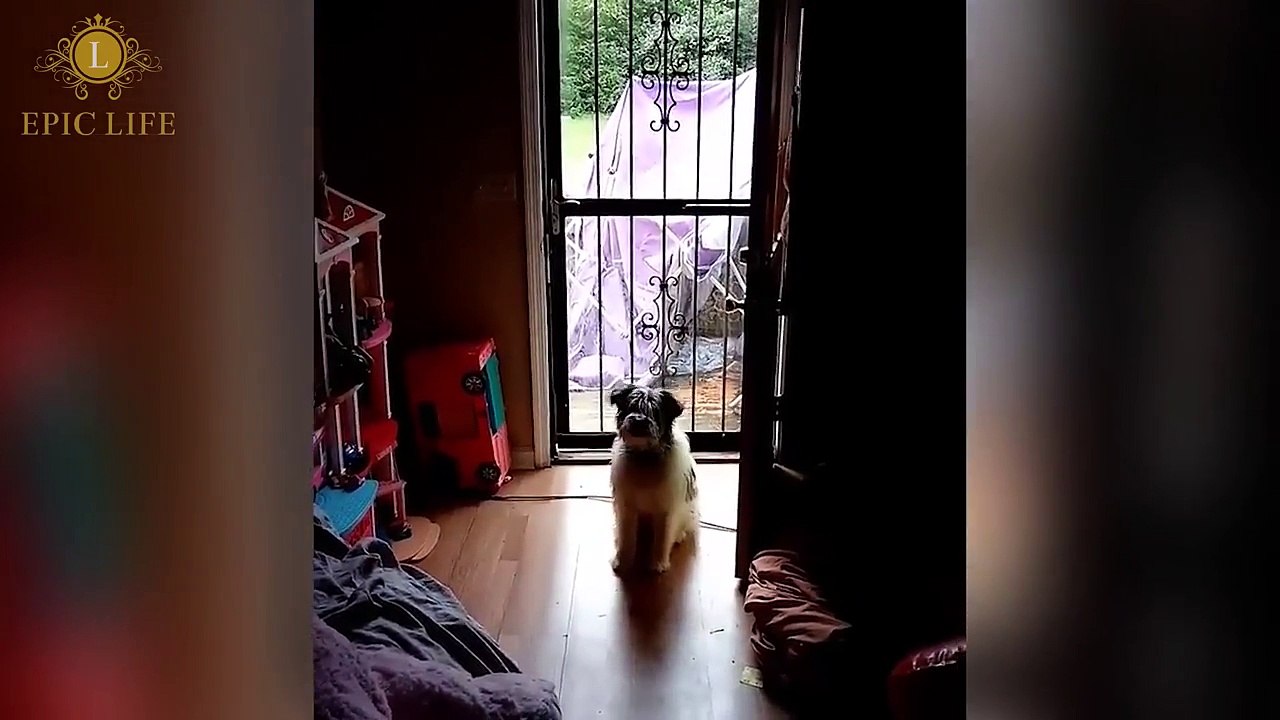 Funny Pets Talking Amazing Dogs And Cats Talking (Part 1) - Video ...