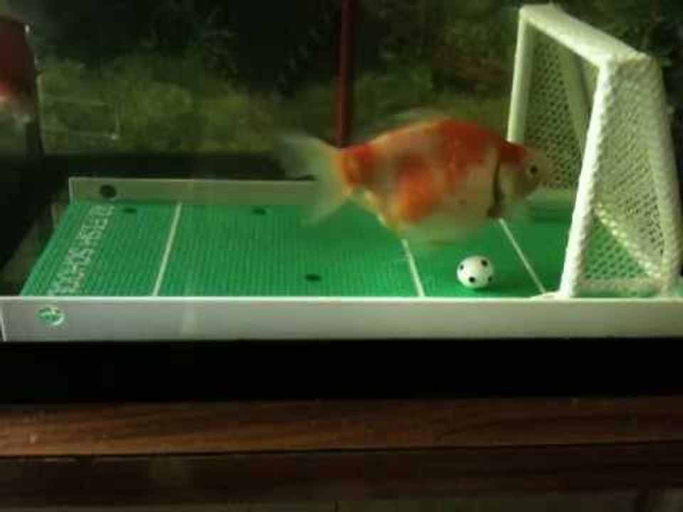 Goldfish which plays football and scores goals - video Dailymotion