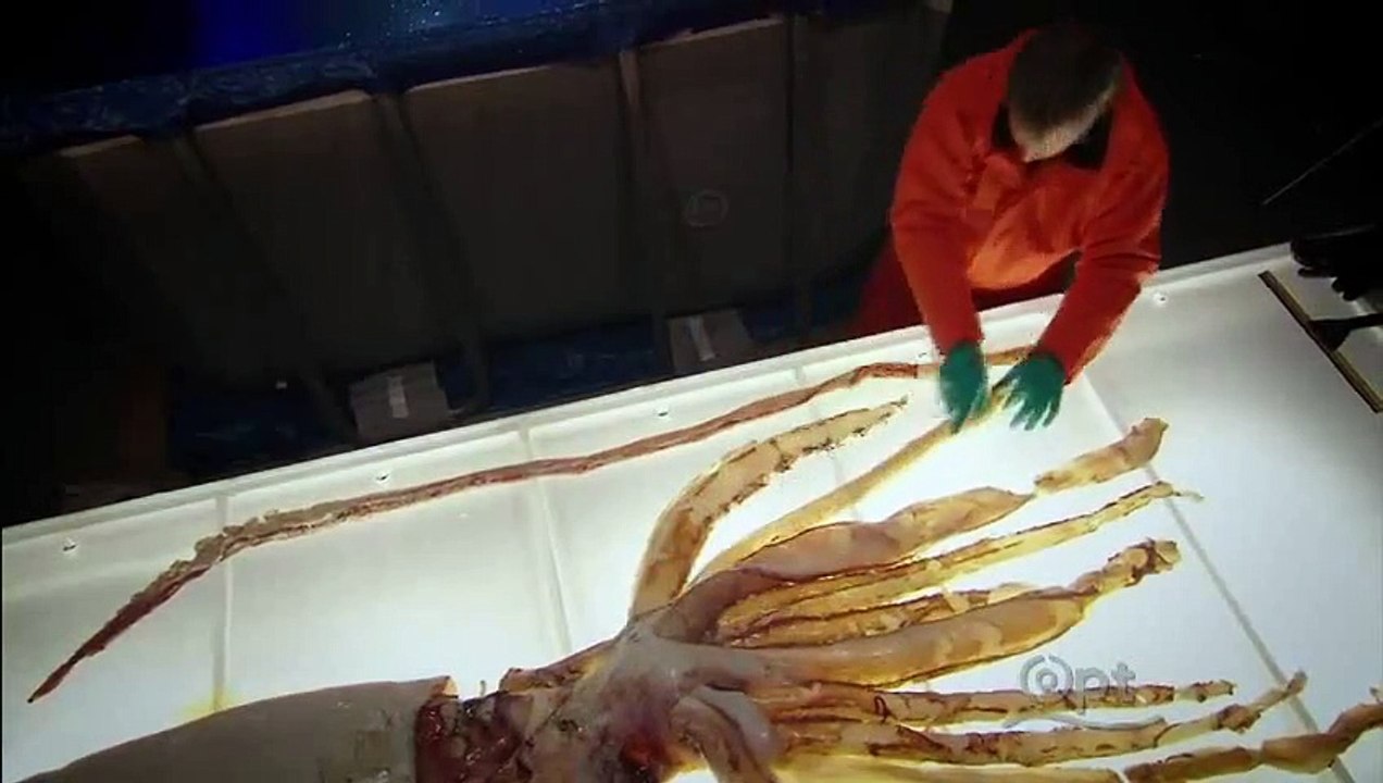 Giants Giant Squid (Nature Documentary) - video Dailymotion