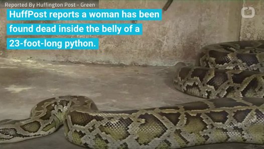 23-Foot Python Swallows Woman Whole - video dailymotion