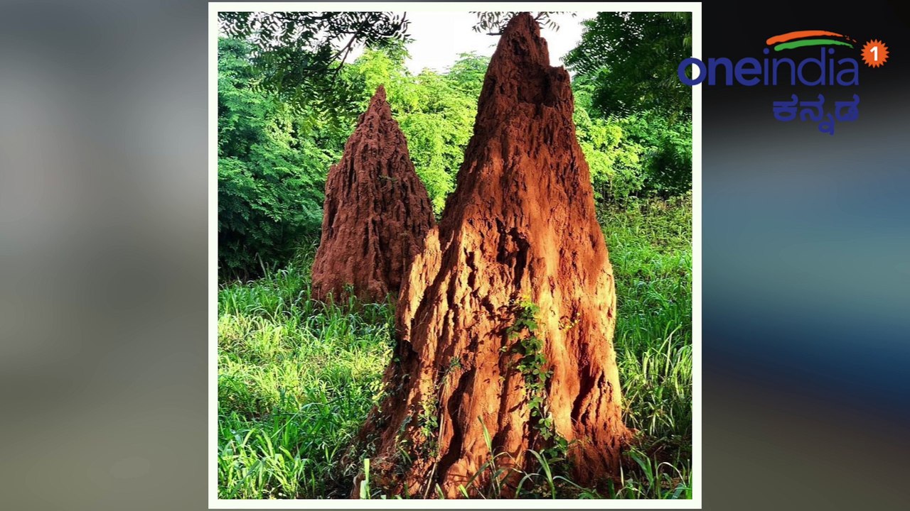 ಹಾವಿಗೆ ತನ್ನ ಸ್ವಂತ ಮನೆ ಬಿಟ್ಟುಕೊಟ್ಟ ಮನೆ ಮಾಲೀಕ | Oneindia Kannada - video ...