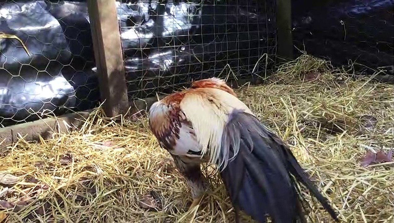 NFS Pama Saigon brood rooster, 9 pounds - video Dailymotion