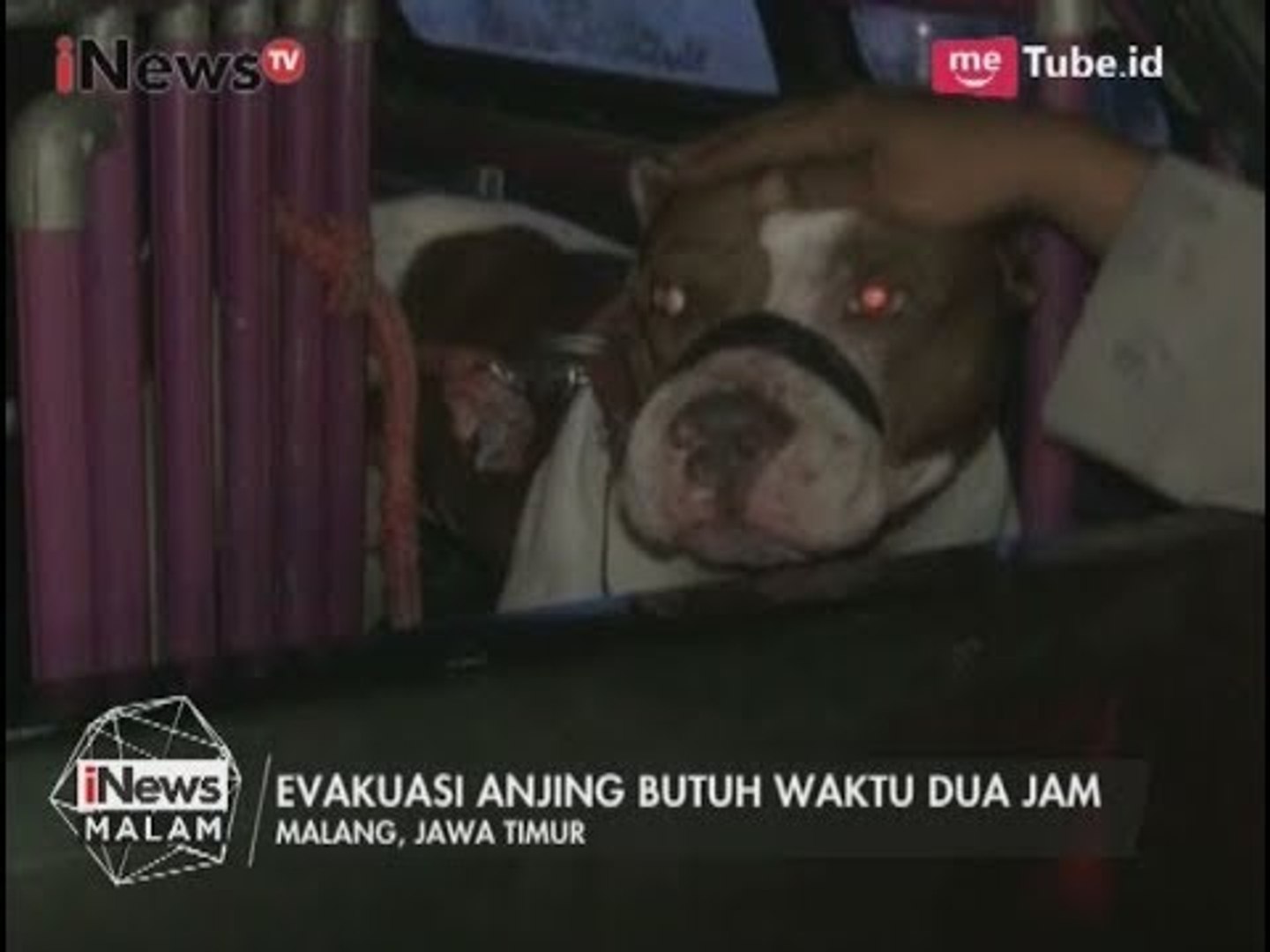 Anjing Pitbull Vs Babi