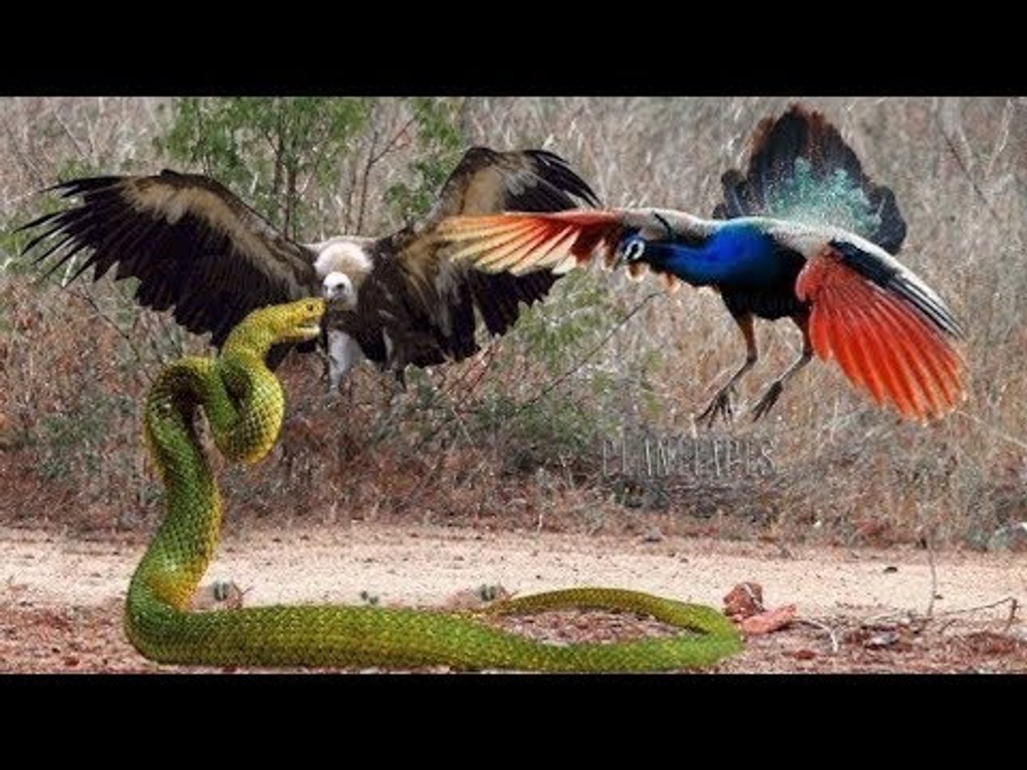 Mongoose Fighting A Snake