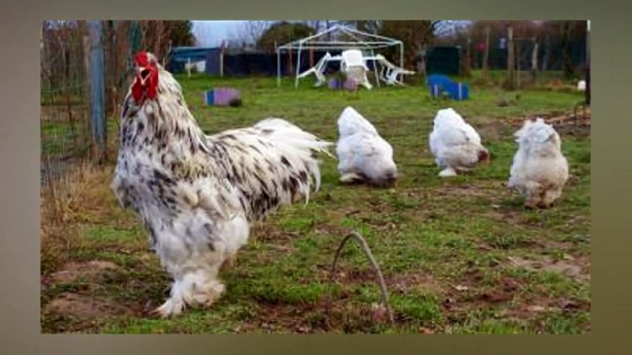 brahma chicken weight | brahma chicken breed | giant brahma chicken ...