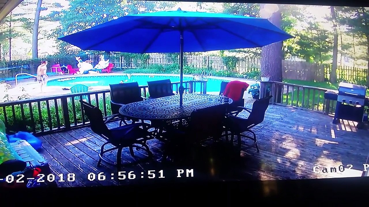 Pygmy Bear Escapes from Zoo - video Dailymotion