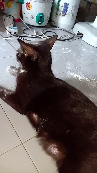 Cat Covered in Flour - video Dailymotion