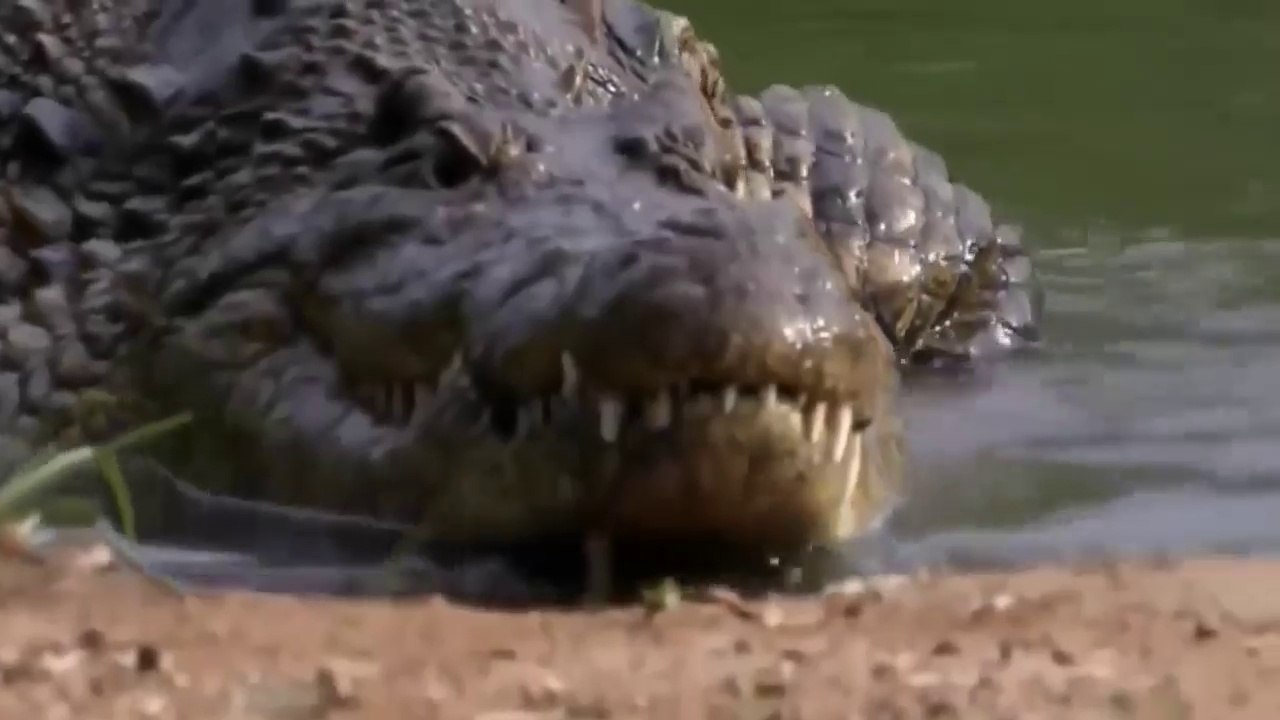 The King of the Crocodiles - Nat Geo Wild Documentay HD - video Dailymotion