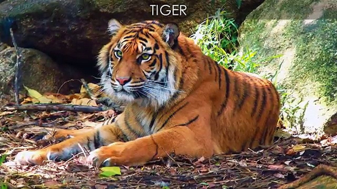 Animal Sounds for Kids - 34 amazing animals - video Dailymotion