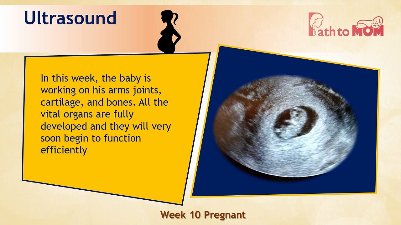 Pregnancy Week By Week | 10 Weeks Pregnant | Pregnancy Stages & Fetal ...