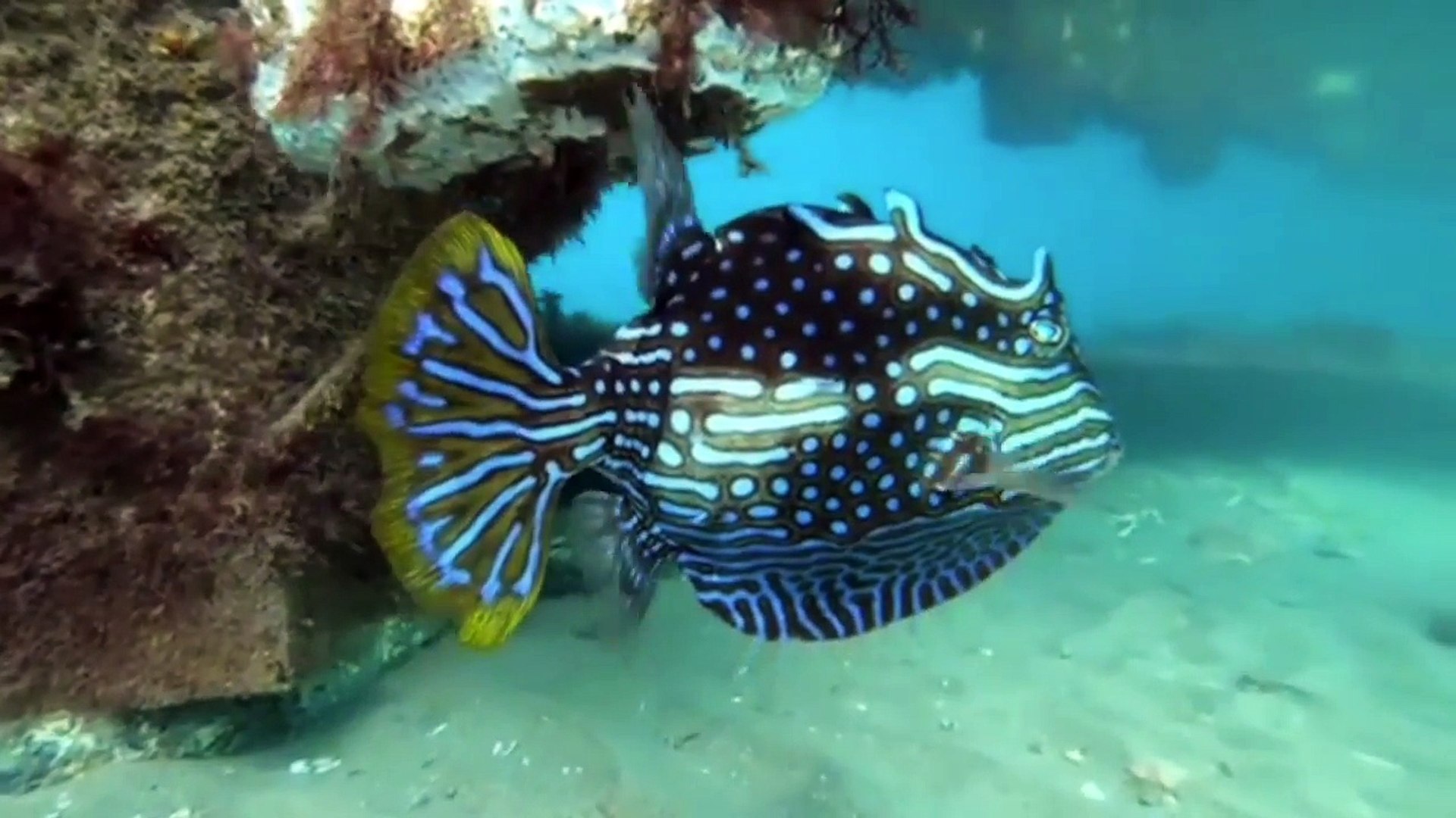 Poisson Vache Bleu Lactoria Cornuta | DORIS