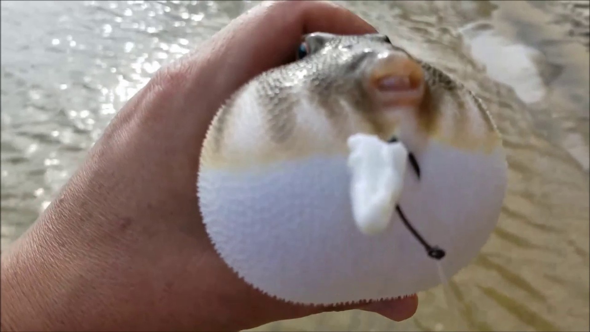 Poisson Globe Nain Gonflé