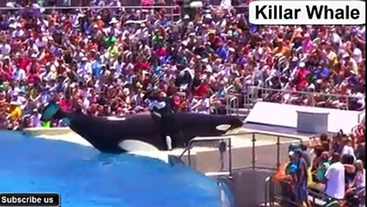 SHAMU Seaworld Killer Whale show 2016 - Seaworld Orca - Killer Whale ...