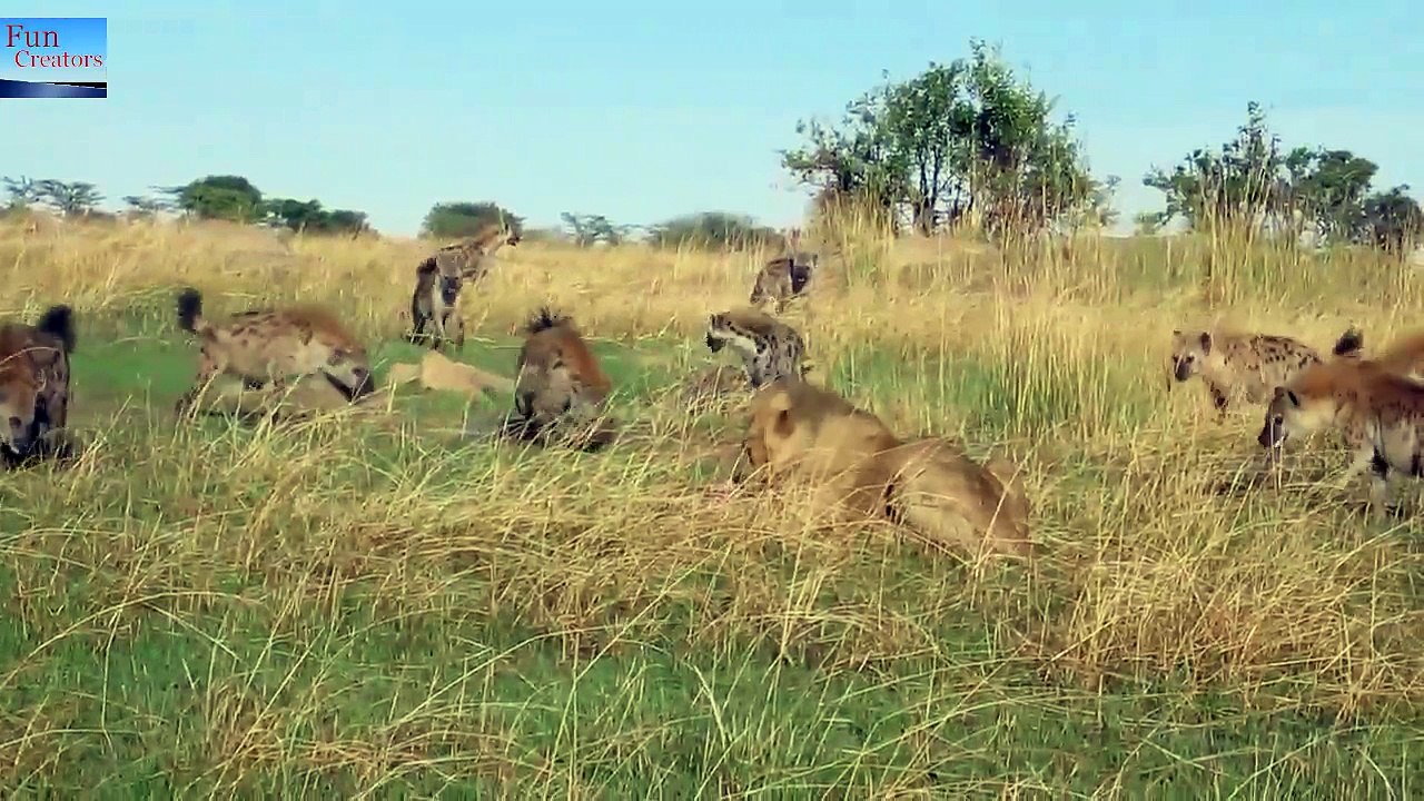 Lion vs hyenas - fight for Food - video Dailymotion