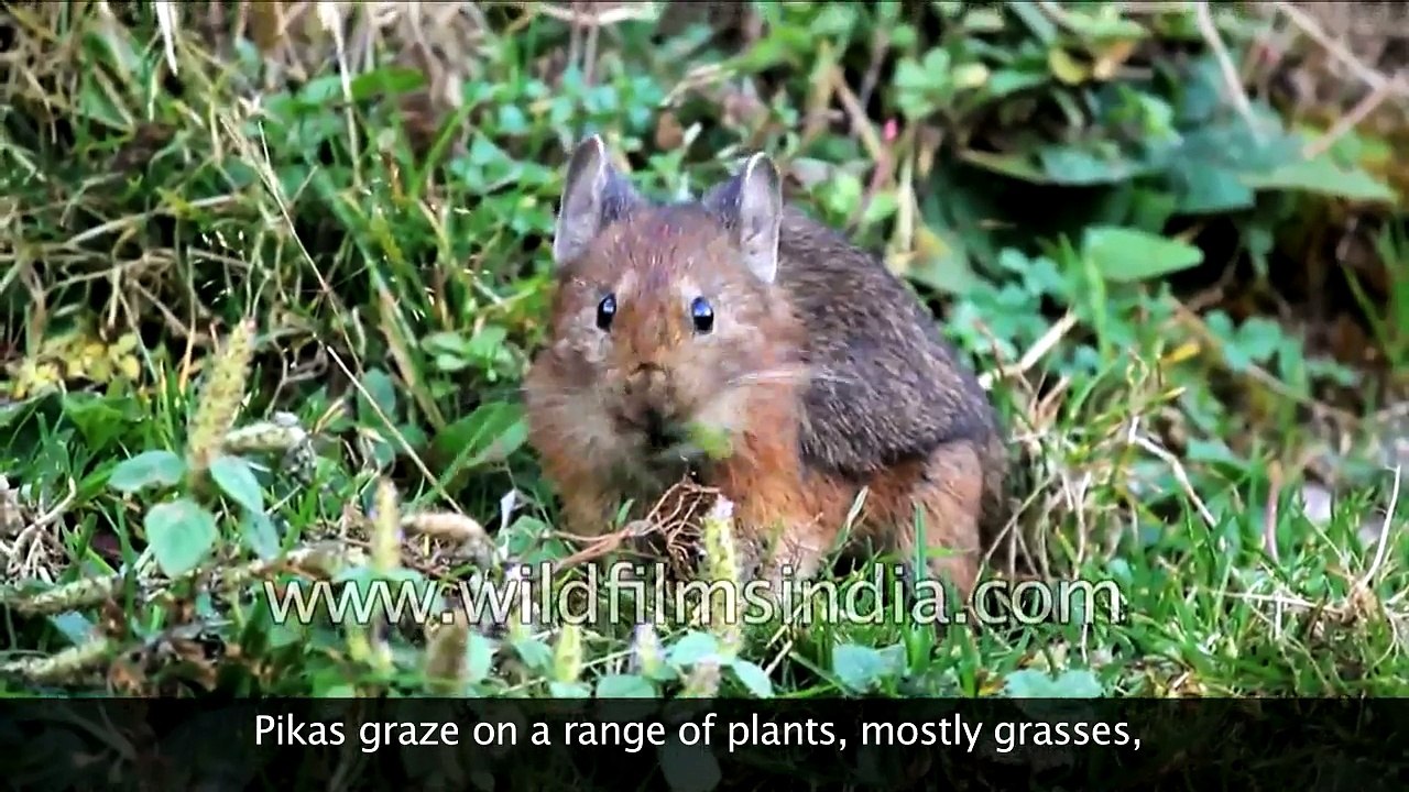 Pika- The Little Mouse - video Dailymotion