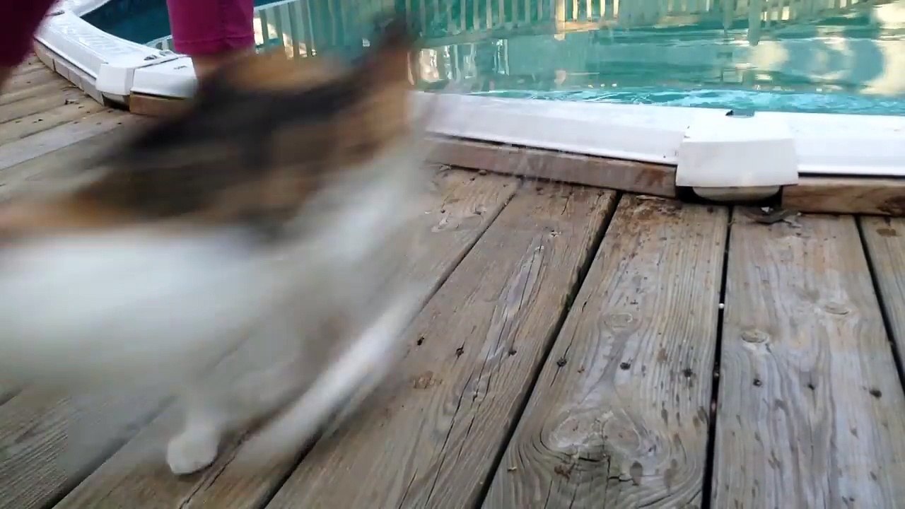 Epic Cats Hate Falling in Water - video Dailymotion