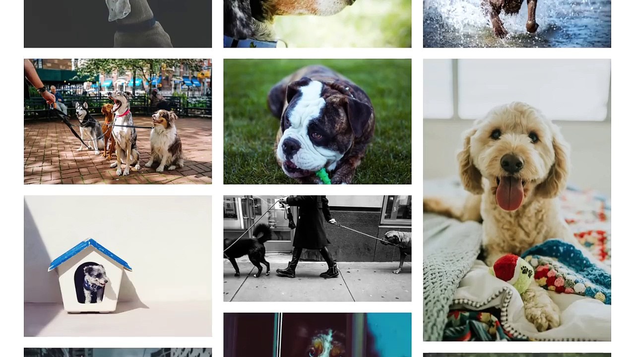 What Can You Do with Python- - The 3 Main Applications - video Dailymotion