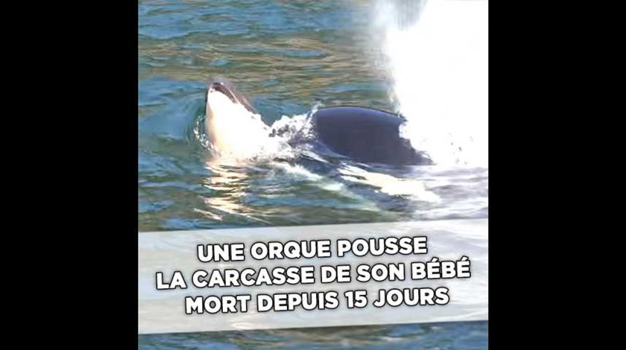 Une femelle orque pour la carcasse de son bébé mort depuis 15 jours ...