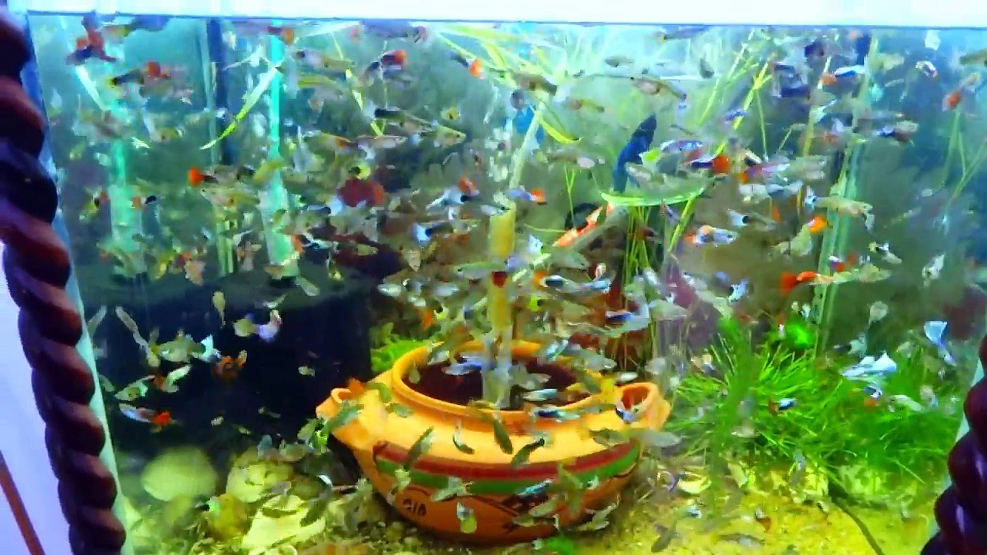 Guppy Fish Tank