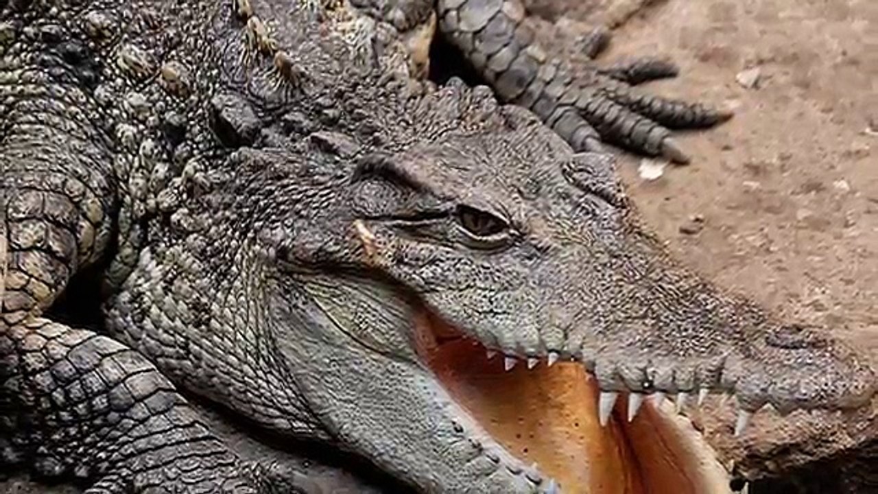 Crocodile Sounds and Pictures – Видео Dailymotion