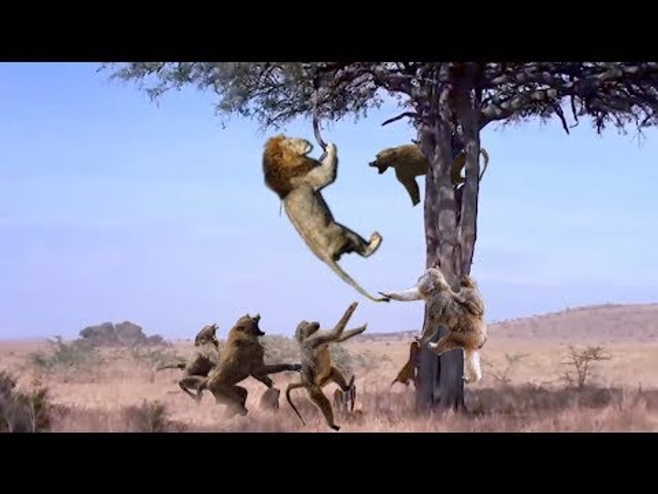 The Lion Hunting Up On Tree But The Monkey Fight back To Win - video ...