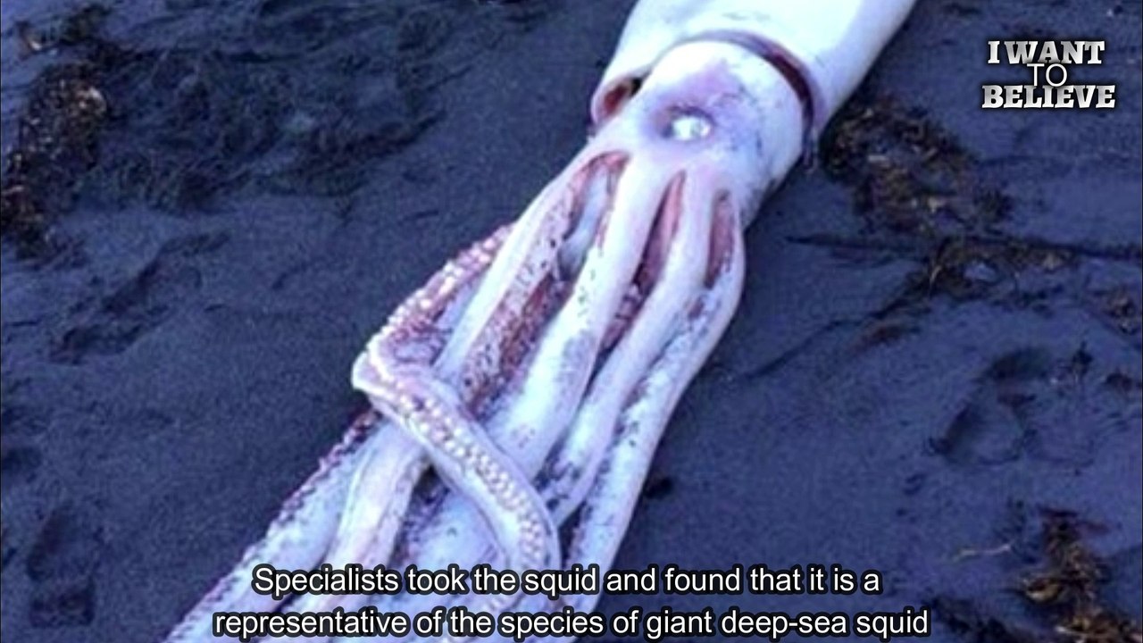 4-meter giant squid. And it's just a baby – Видео Dailymotion