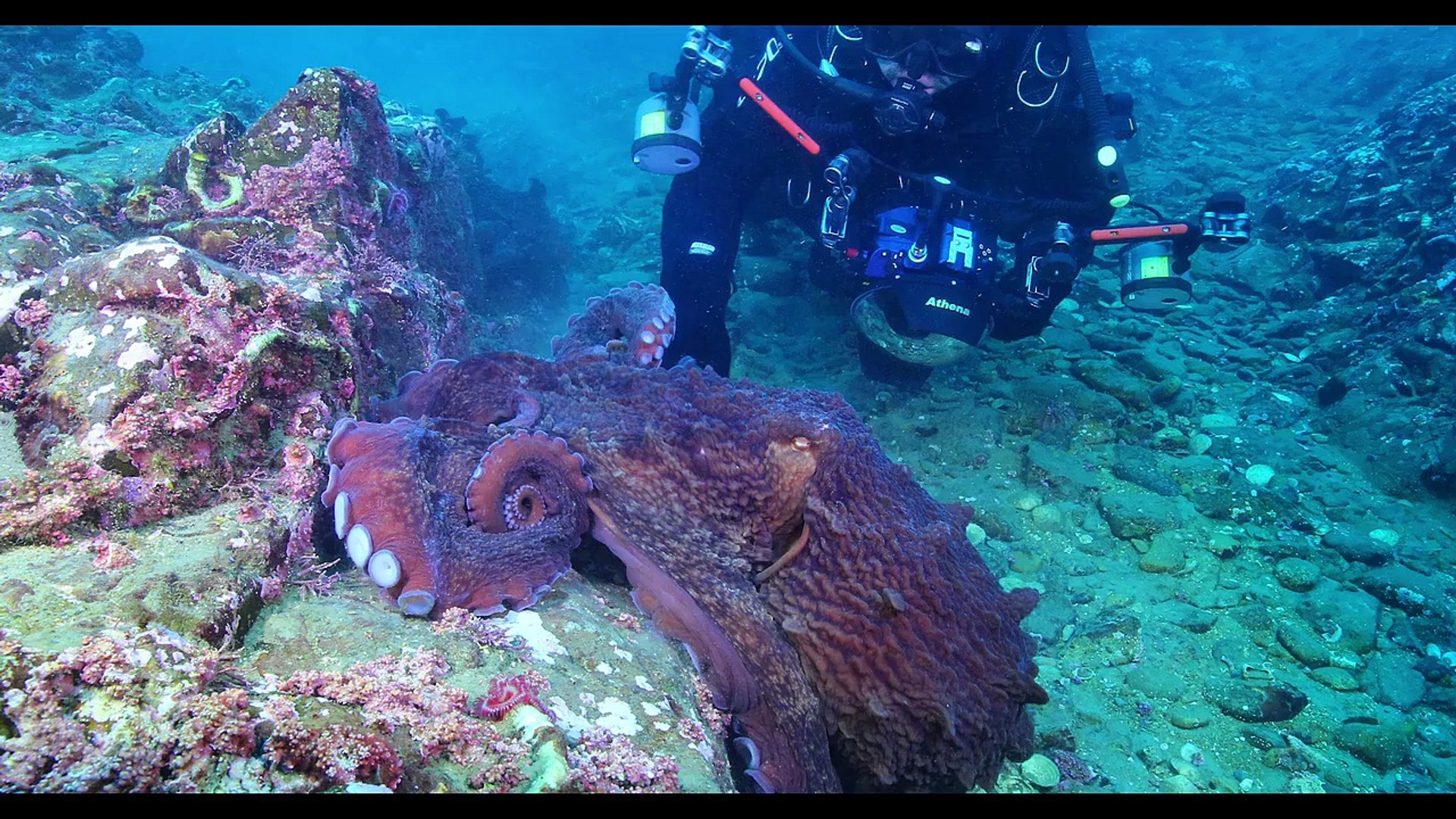 Giant Octopus Attacks Diver