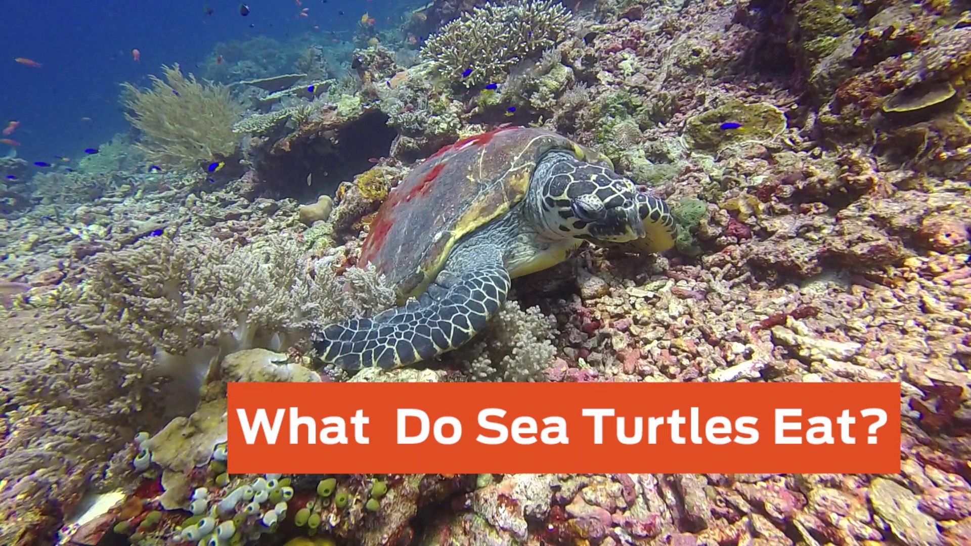 Baby Sea Turtles Getting Eaten All About Sea Turtles Longevity