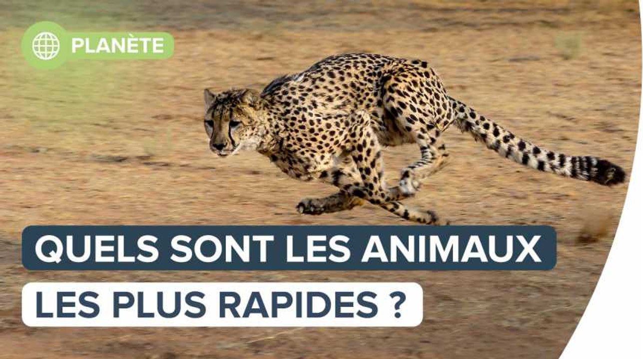 Quels sont les animaux les plus rapides ? - Vidéo Dailymotion