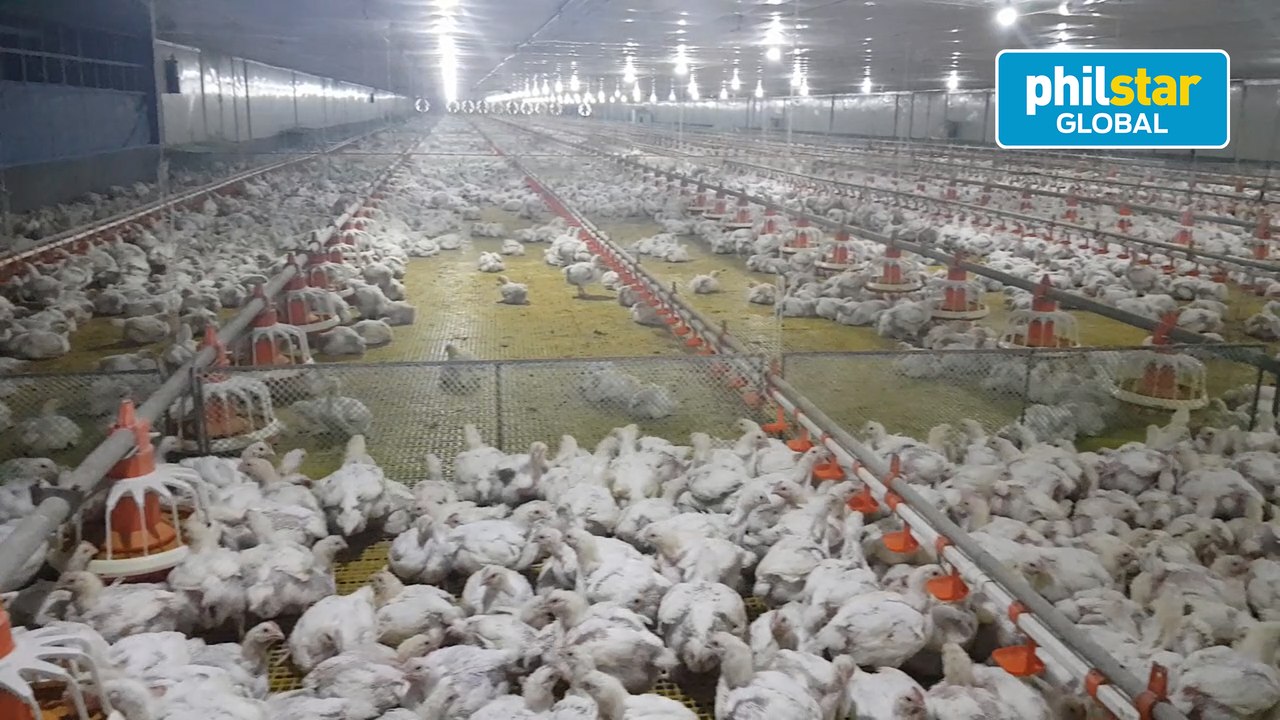 Chickens at Tagakpan Farm in Davao City - video Dailymotion