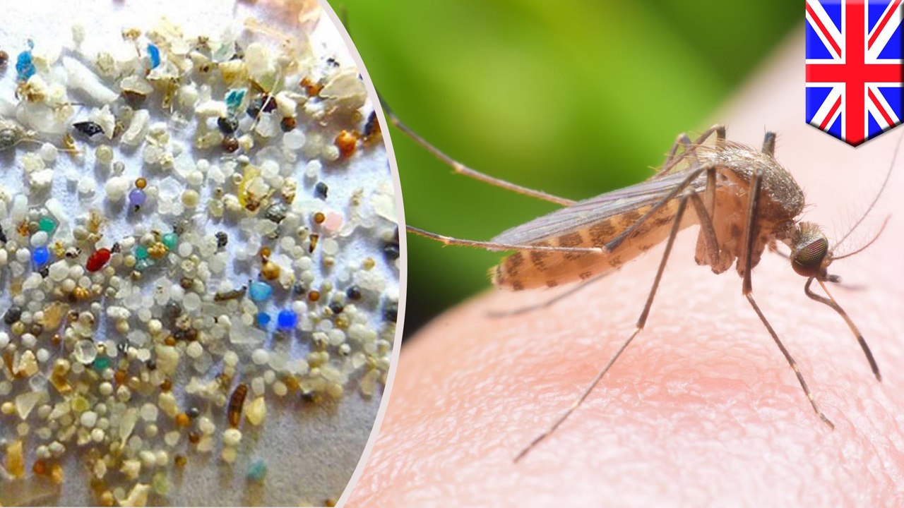 Microplastics could be entering food chain through mosquitoes - video ...