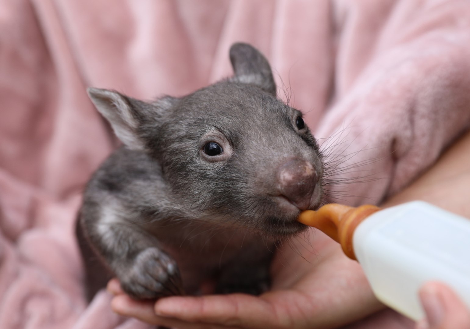 Baby Wombats Running