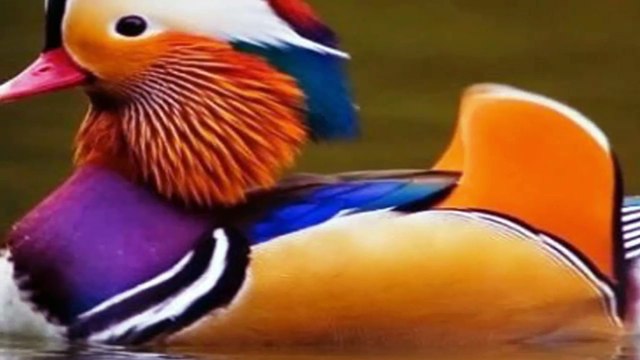 Animal World videos - Dailymotion