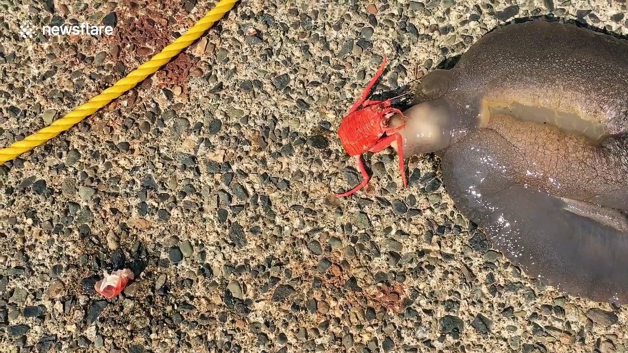 Bizarre sea slug attempts to eat shrimp - video Dailymotion
