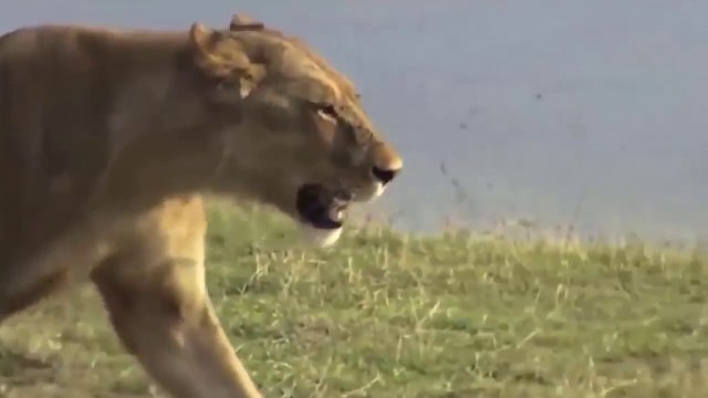 Animals Channel TV videos - Dailymotion