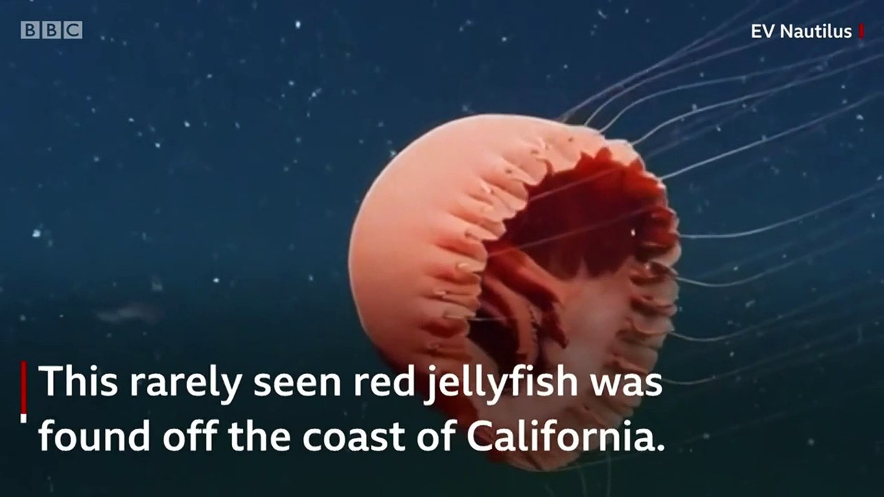 Rarely seen red jellyfish spotted in deep water - video Dailymotion