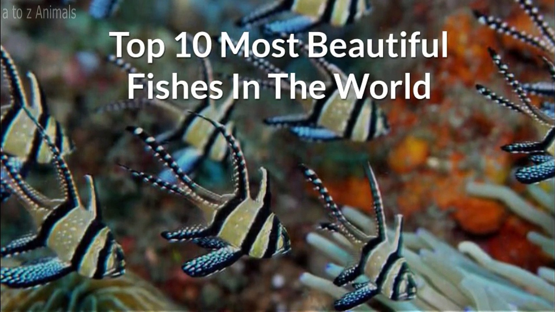 Top 10 Most Beautiful Fish In The World
