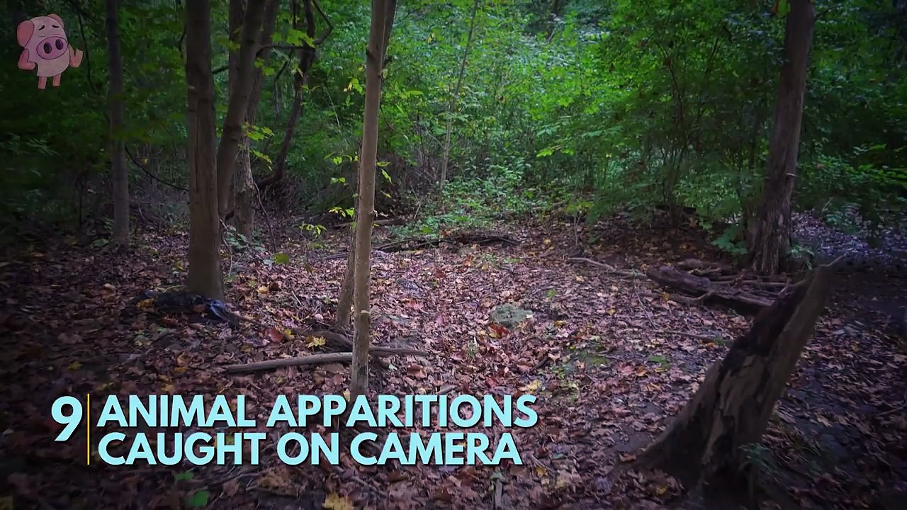 Real Ghost Animals Caught on Camera - Dailymotion Video