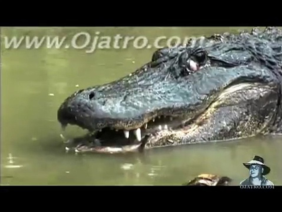 Python vs Alligator - Python attacks Alligator - video Dailymotion