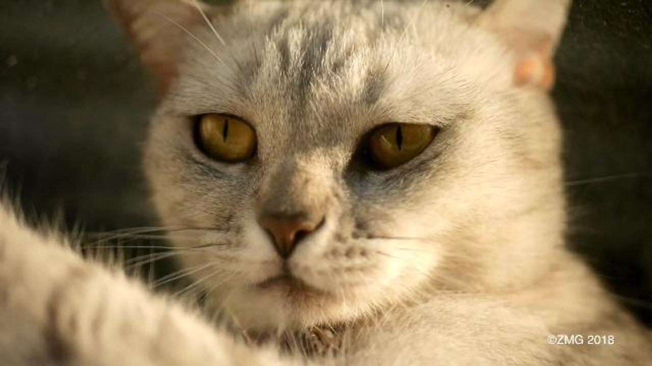 28-Pound Cat 'Doughnut' Finds New Home - video Dailymotion