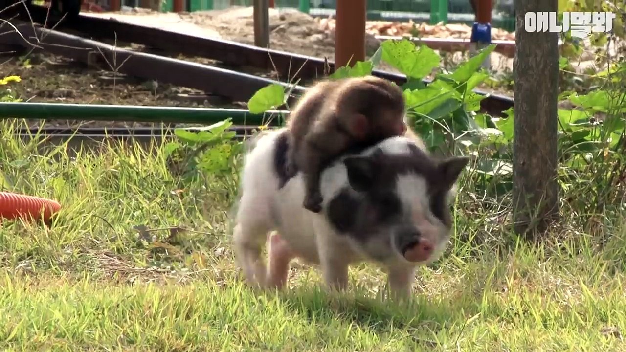 baby monkey riding on a mini pig's back - video Dailymotion